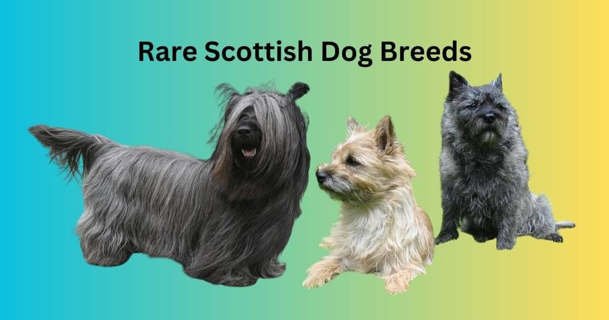Discover 10 Rare Scottish Dog Breeds: Unveiling The Hidden Gems Of ...