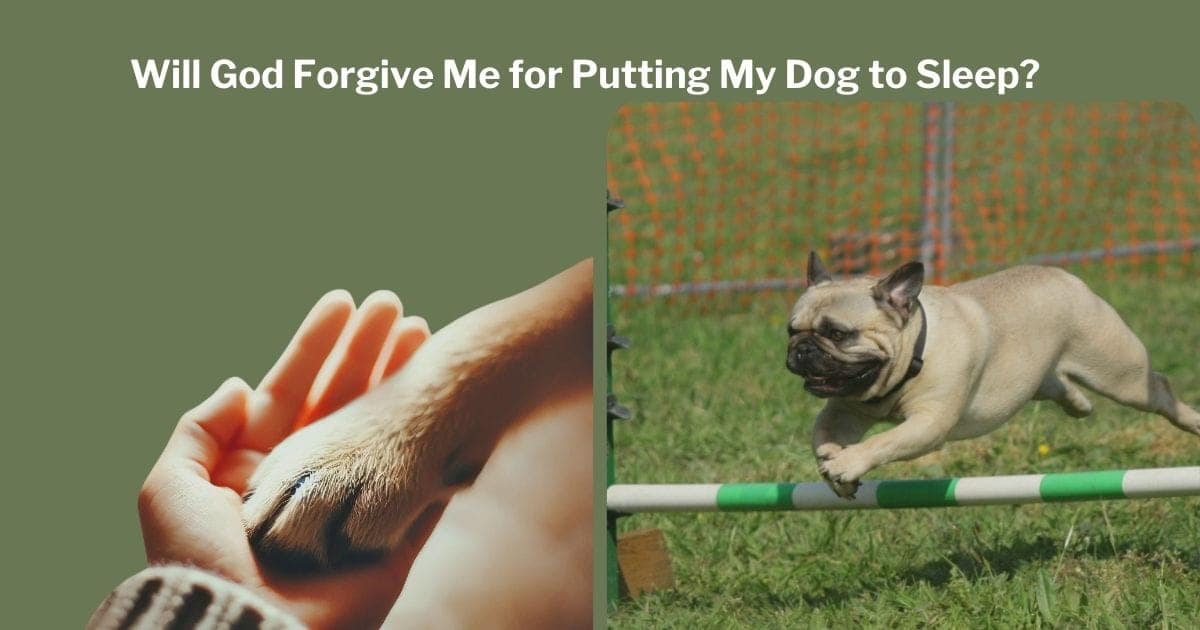 Will God Forgive Me For Putting My Dog To Sleep?