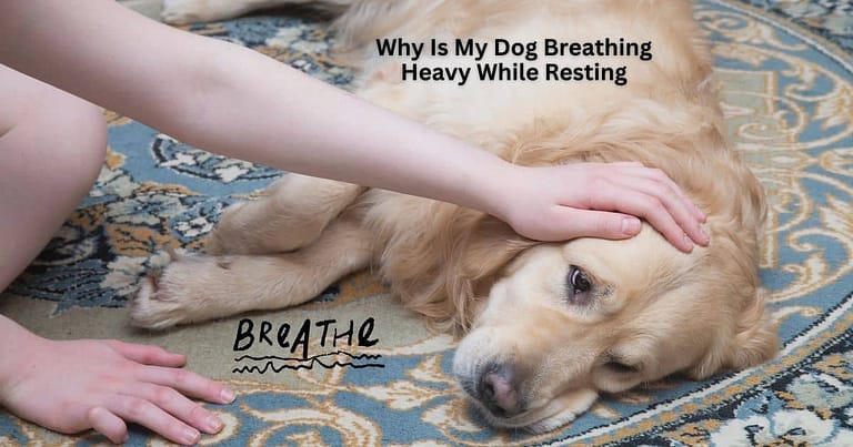 Why Is My Dog Breathing Heavy While Resting? Vet Guide (Upadated 2025)