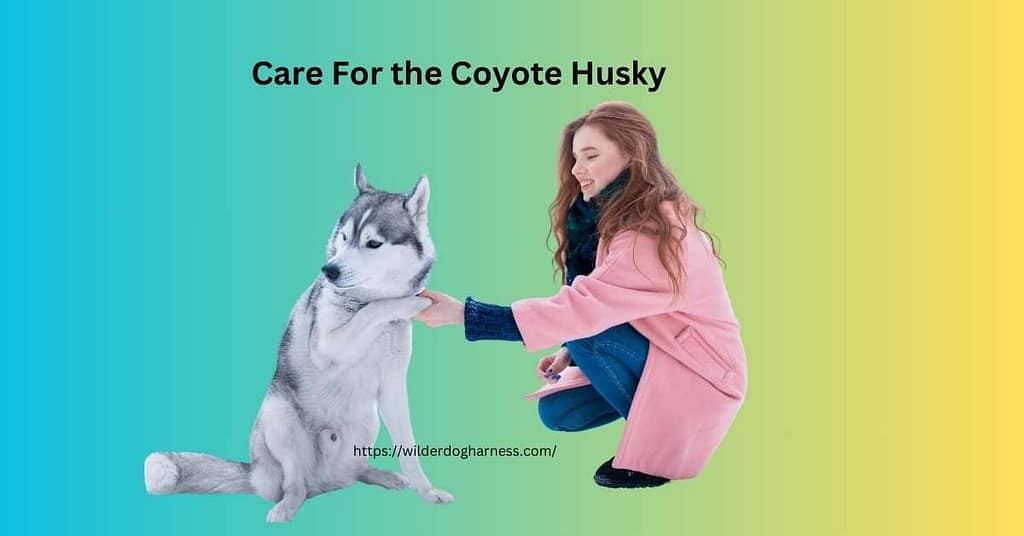 Husky Coyote Mix 2025: Ultimate Guide To Care, Risks & Legal Battles