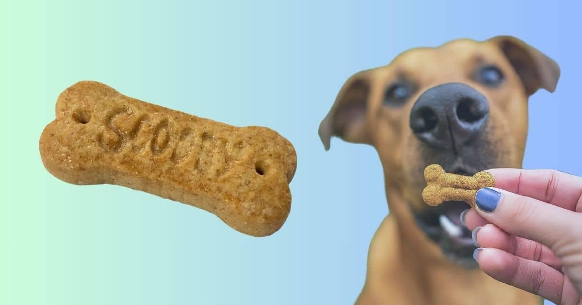Can Dogs Eat Scooby Snacks? Unveiling The Mystery Of The Beloved Treat