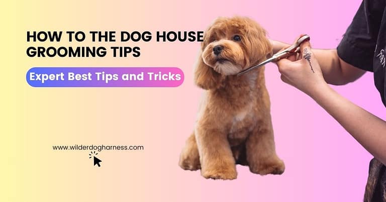 How To The Dog House Grooming Tips | Expert Best Tips And Tricks 2025