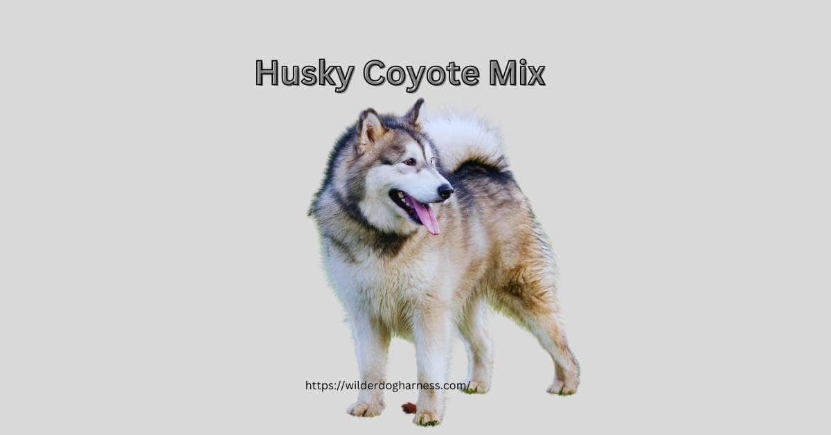 The Husky Coyote Mix: A Complete Guide 2025